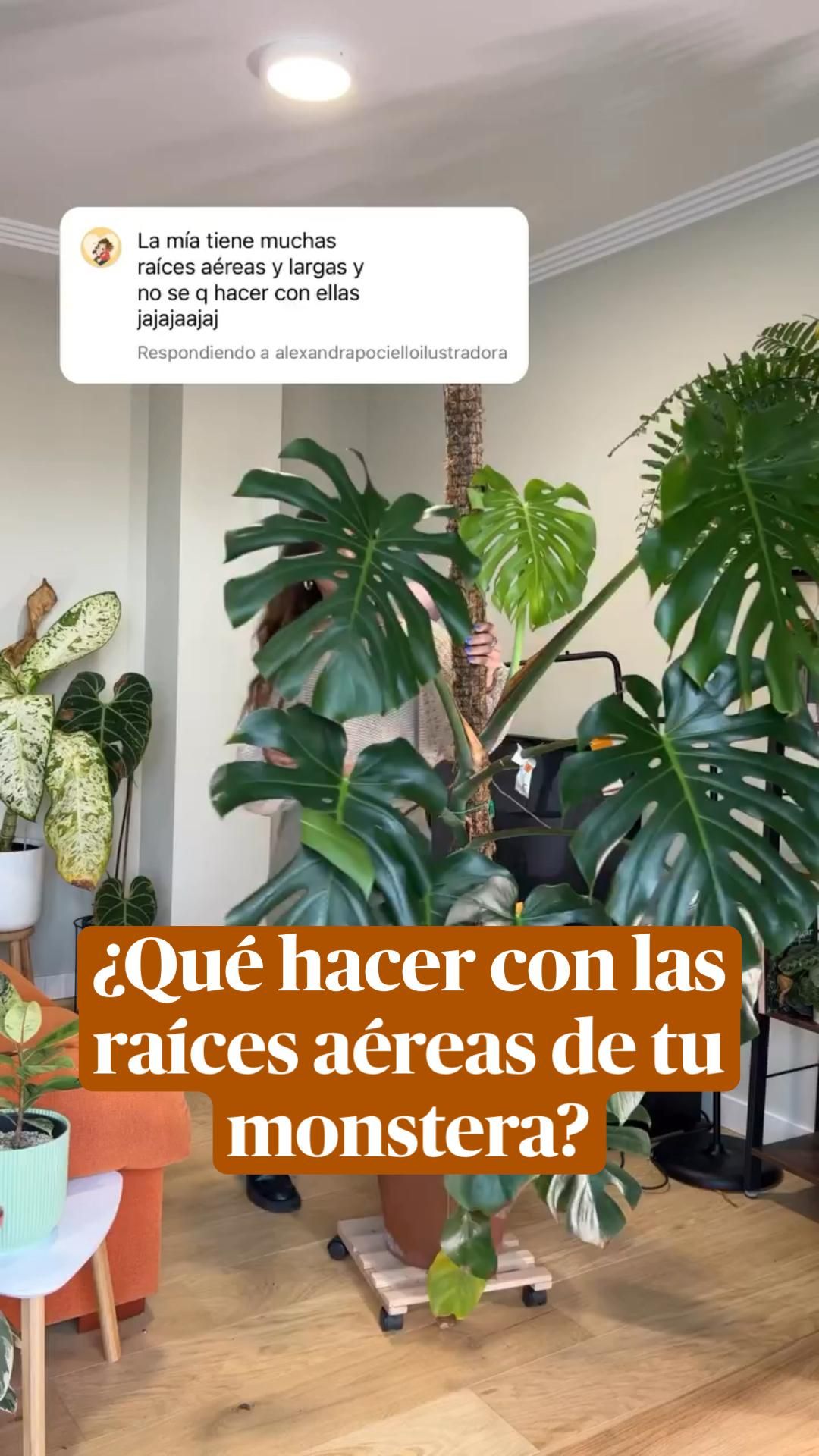 Qué hacer con raíces de monstera ⏩ fiapa