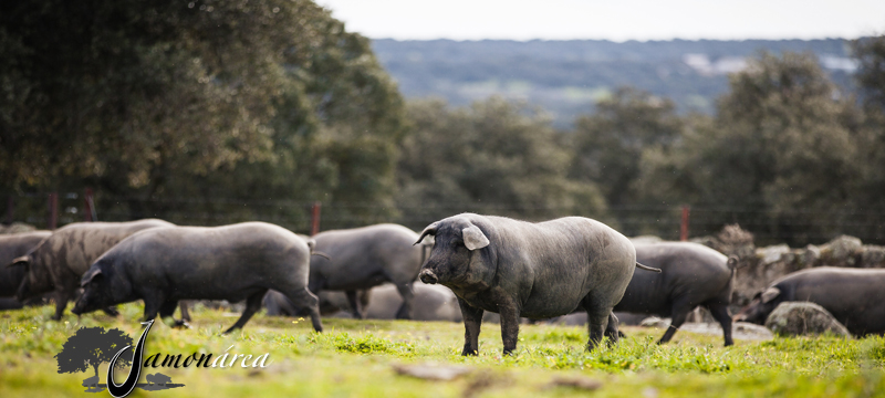 Diferencia entre cebo y cebo de campo ⏩ fiapa